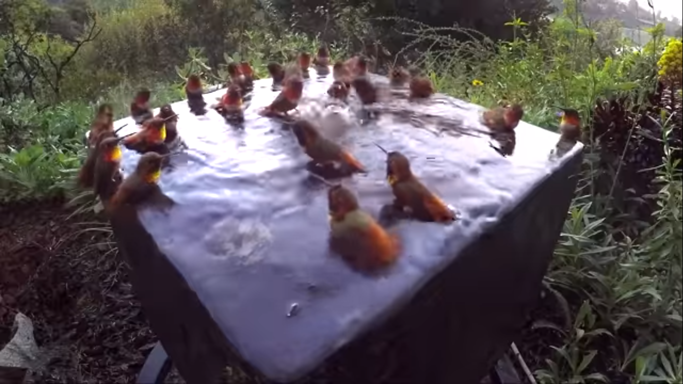 30 hummingbirds get together for an epic pool party