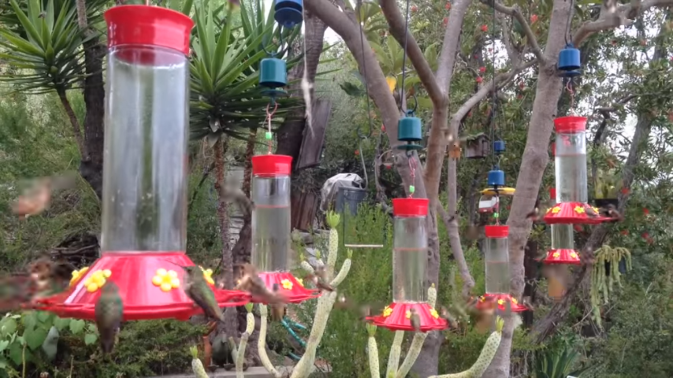 30 hummingbirds get together for an epic pool party