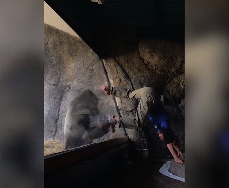 Funny gorilla perfectly imitates trainer