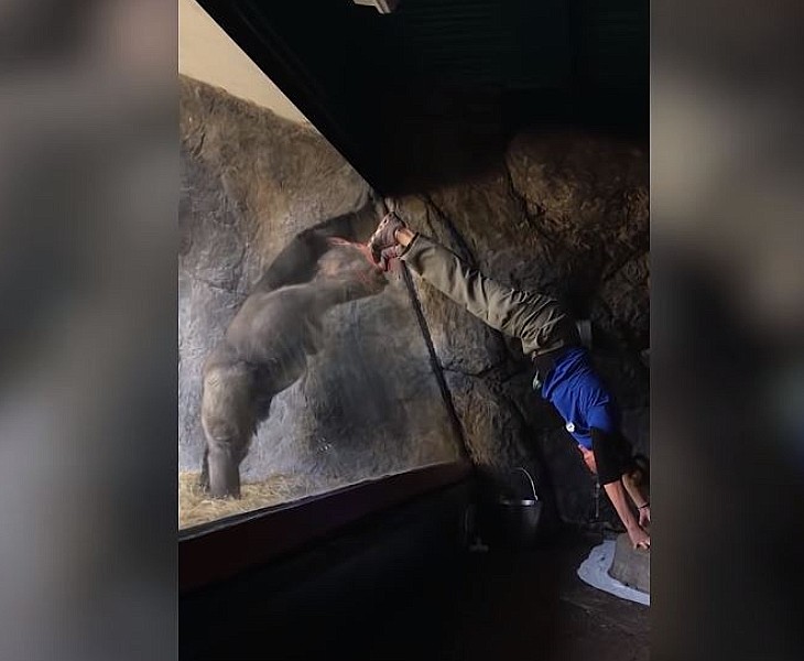 Funny gorilla perfectly imitates trainer