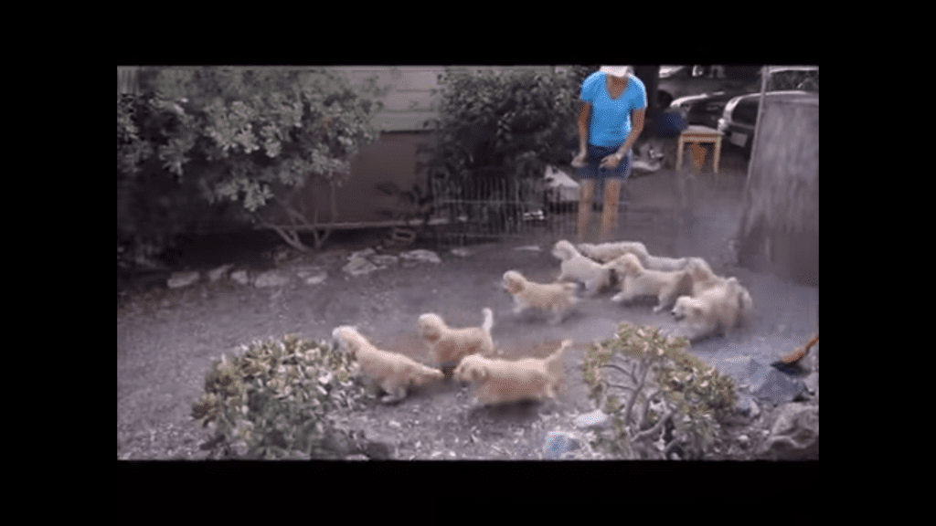 Swarm of Golden Retriever puppies launch adorable ‘attack’ on man