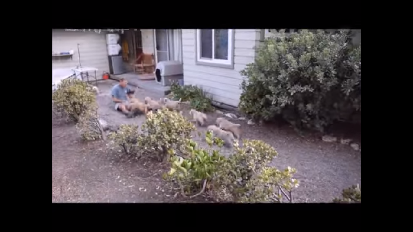 Swarm of Golden Retriever puppies launch adorable ‘attack’ on man