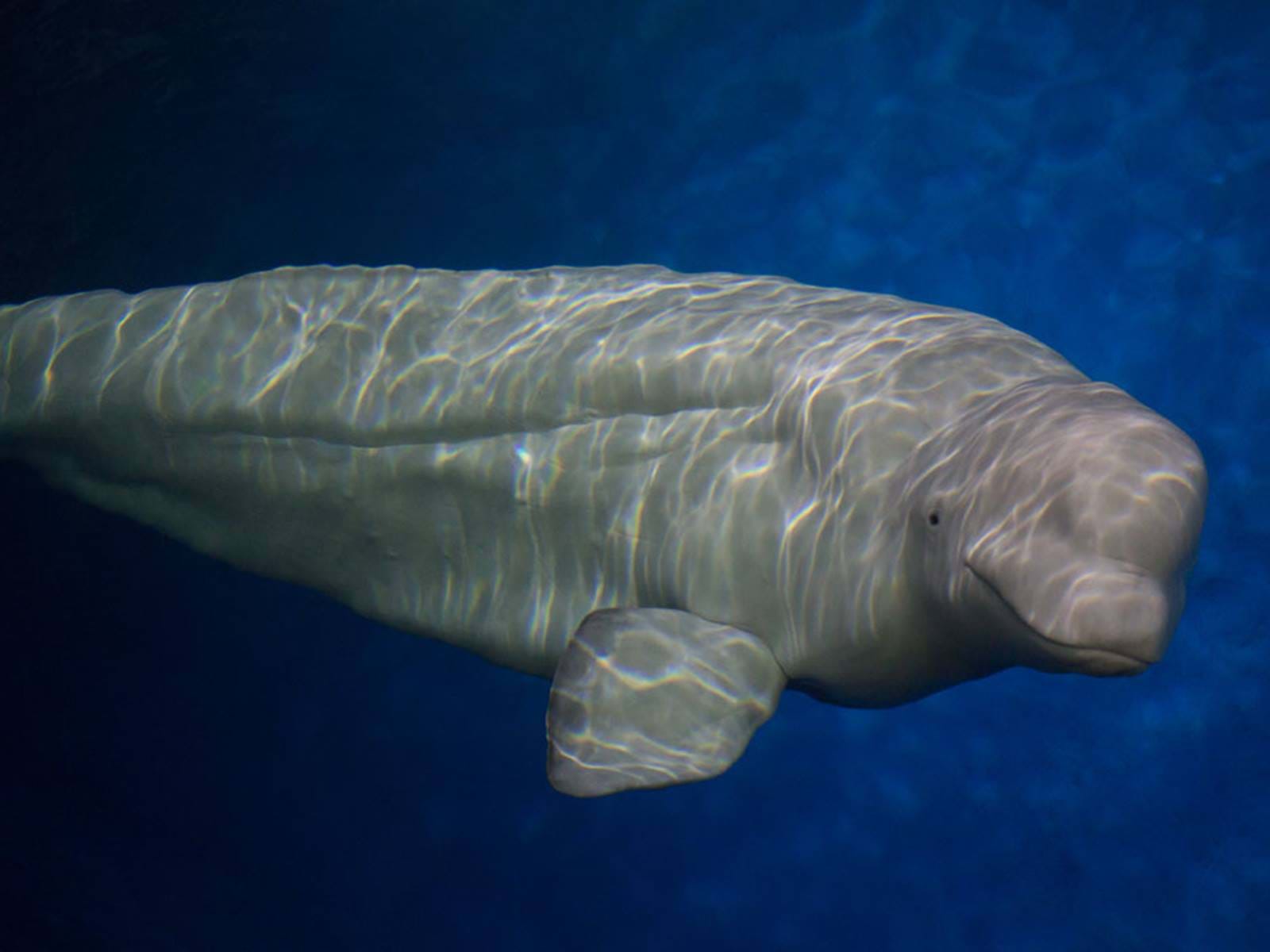 Pair of beluga whales are rescued from cruel life as show animals ...