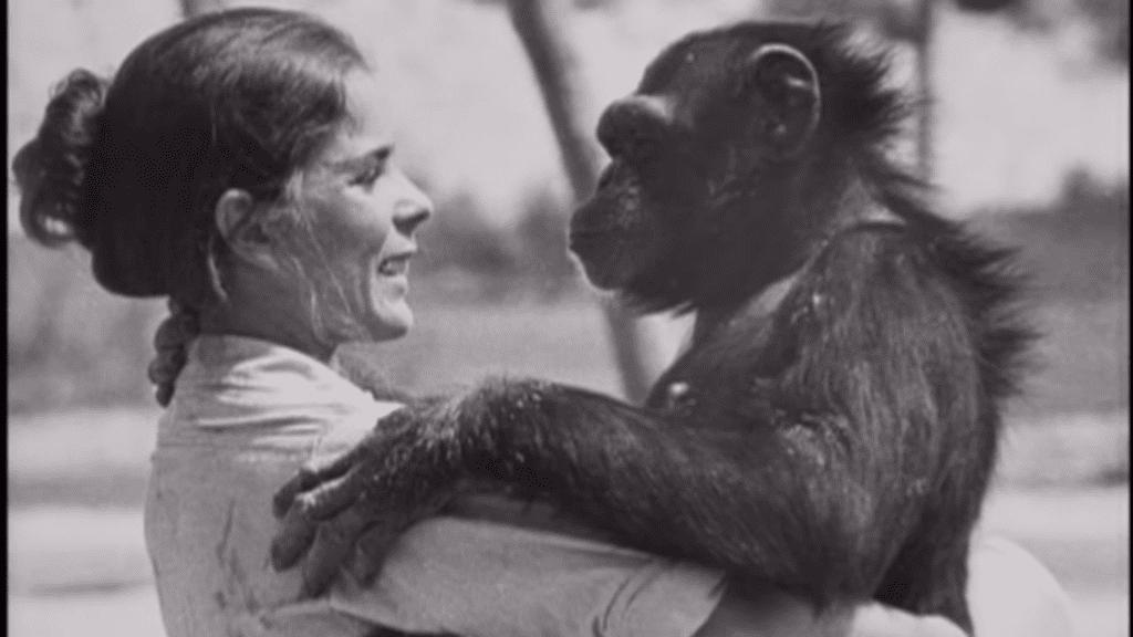 Woman has emotional reunion with chimps she rescued from lab 25 years ago