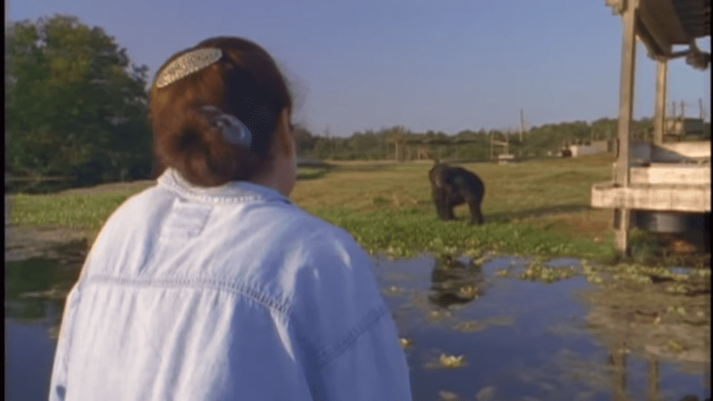Woman has emotional reunion with chimps she rescued from lab 25 years ago