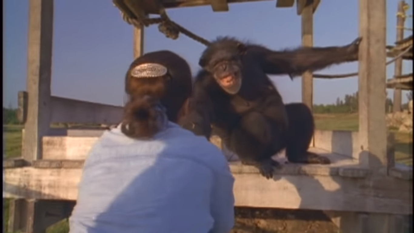 Woman has emotional reunion with chimps she rescued from lab 25 years ago