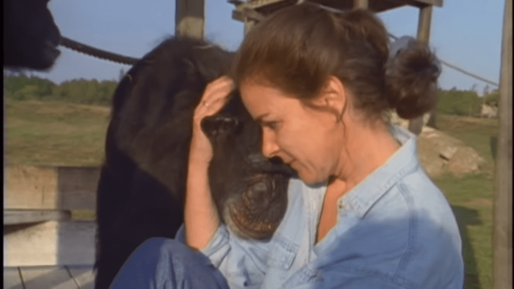 Woman has emotional reunion with chimps she rescued from lab 25 years ago