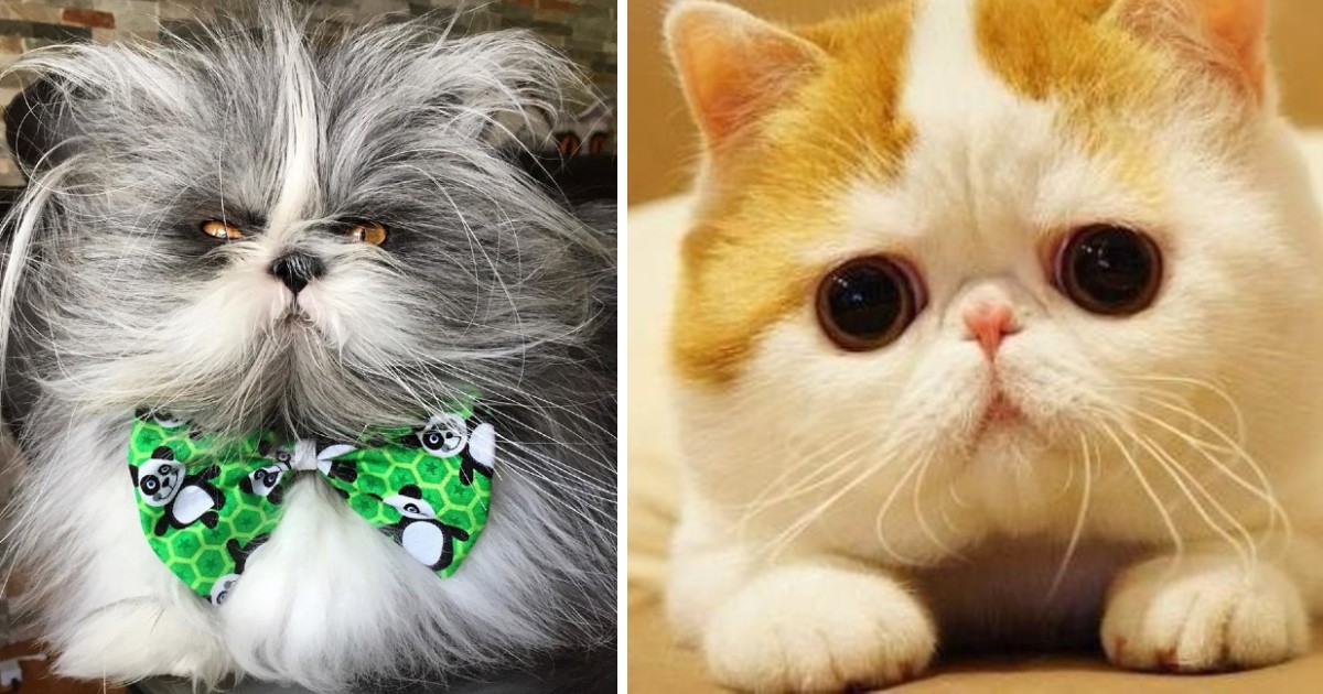 50 cats who have become famous for their unique looks