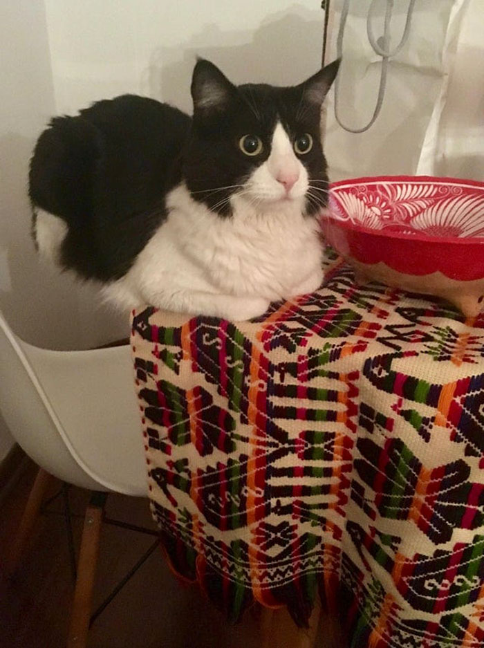 40 cats who are completely defying gravity and the laws of physics