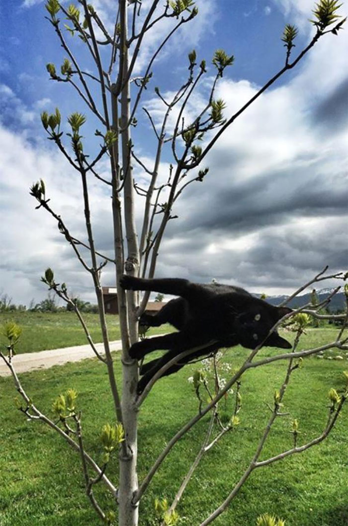 40 cats who are completely defying gravity and the laws of physics