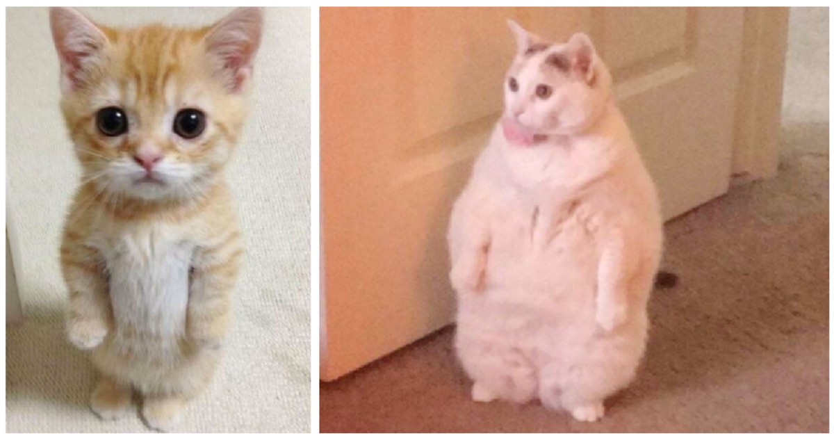 75 cats that are under the impression that they’re penguins