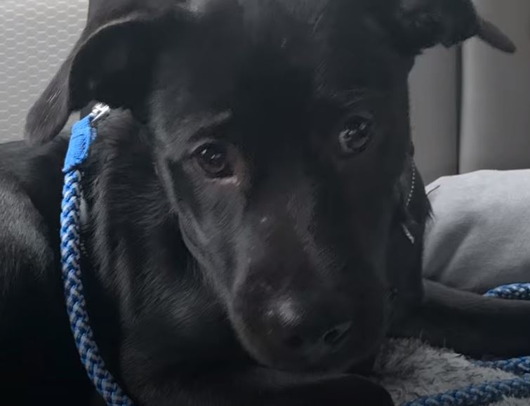 Puppy keeps getting returned to the shelter so determined man takes him ...