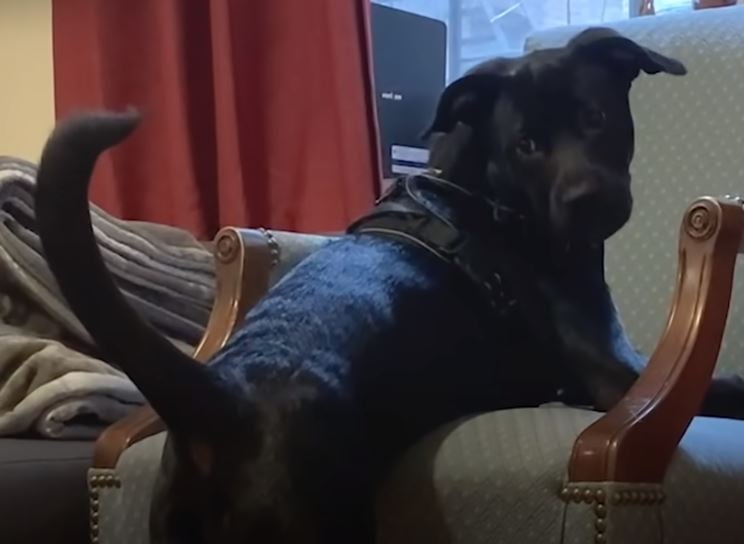 Puppy keeps getting returned to the shelter so determined man takes him ...