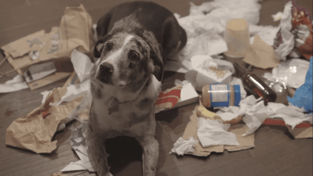 Man rescues elderly dog and one day he stops and looks up at him