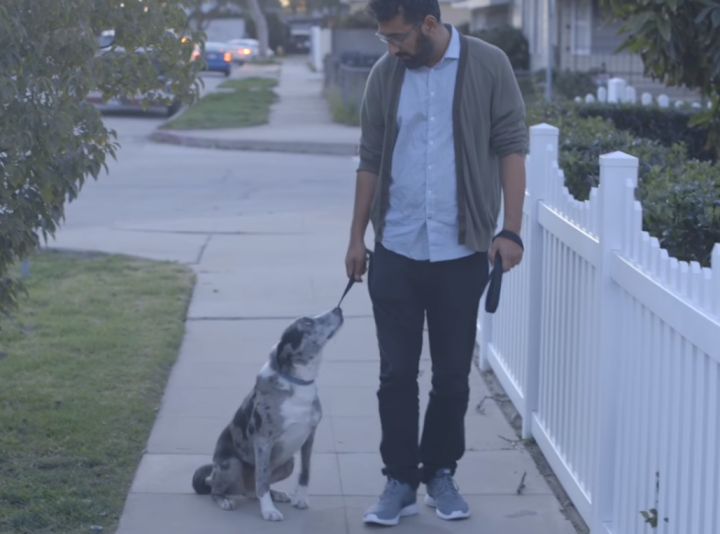 Man rescues elderly dog and one day he stops and looks up at him