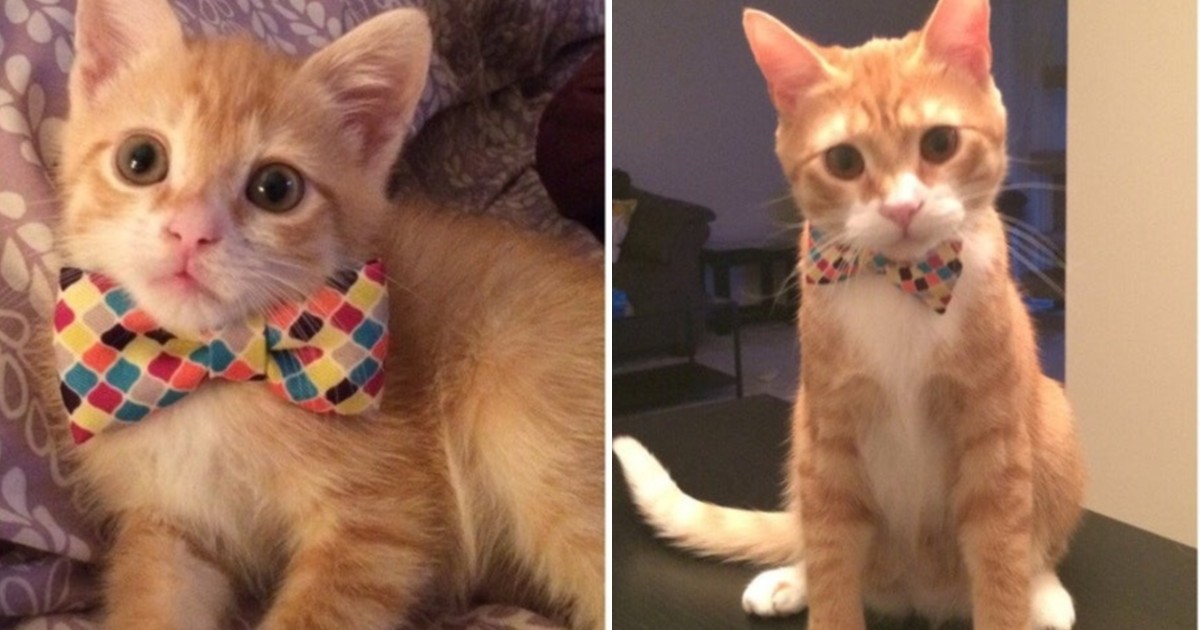 75 adorable before-and-after photos of cats growing up