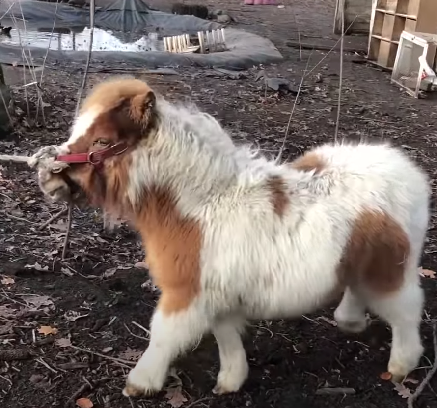 Lonely Miniature Horse Melts Hearts Finding Best Friend