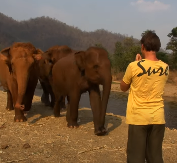 Herd Of Elephants Rush In To Man Yelling At Them