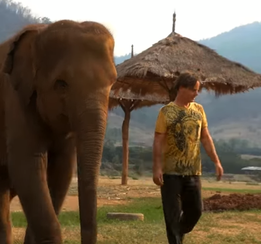 Herd Of Elephants Rush In To Man Yelling At Them