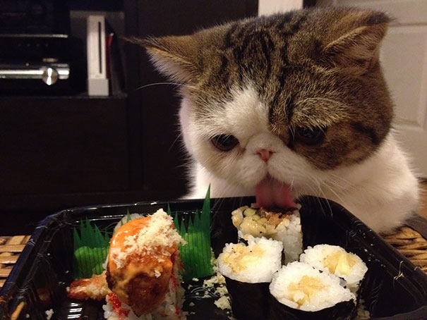 50 spoiled cats that know they’re the ones who run the house