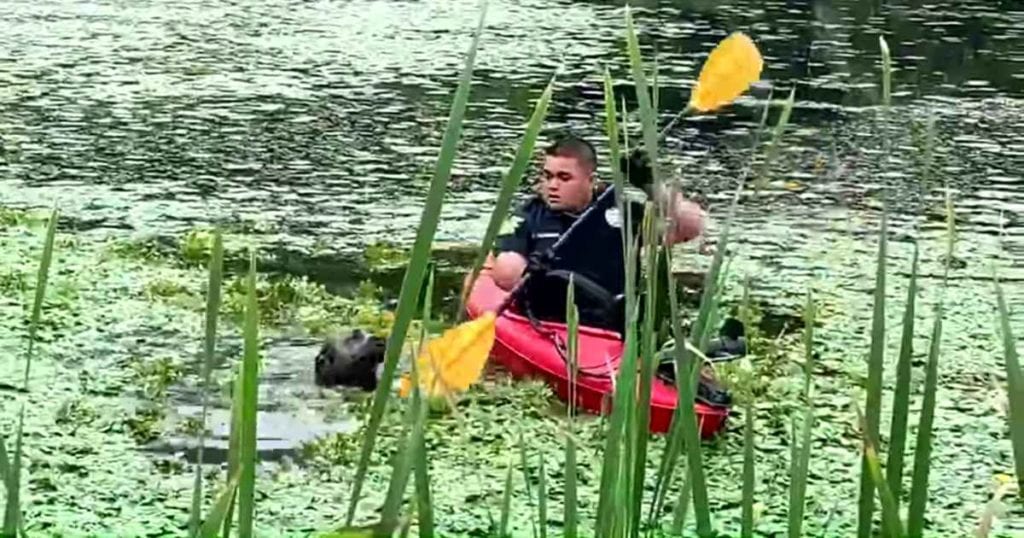 Police officer saves drowning dog using his kayak