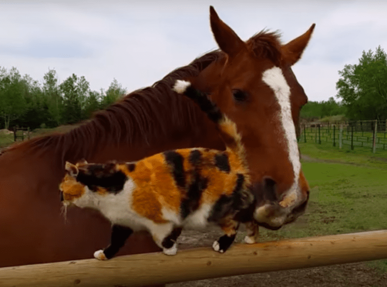 Horse Hilariously Offers Reluctant Cat A Ride