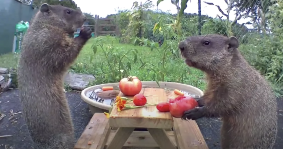 Groundhogs meetup for a lunch date and sweetly share their meal