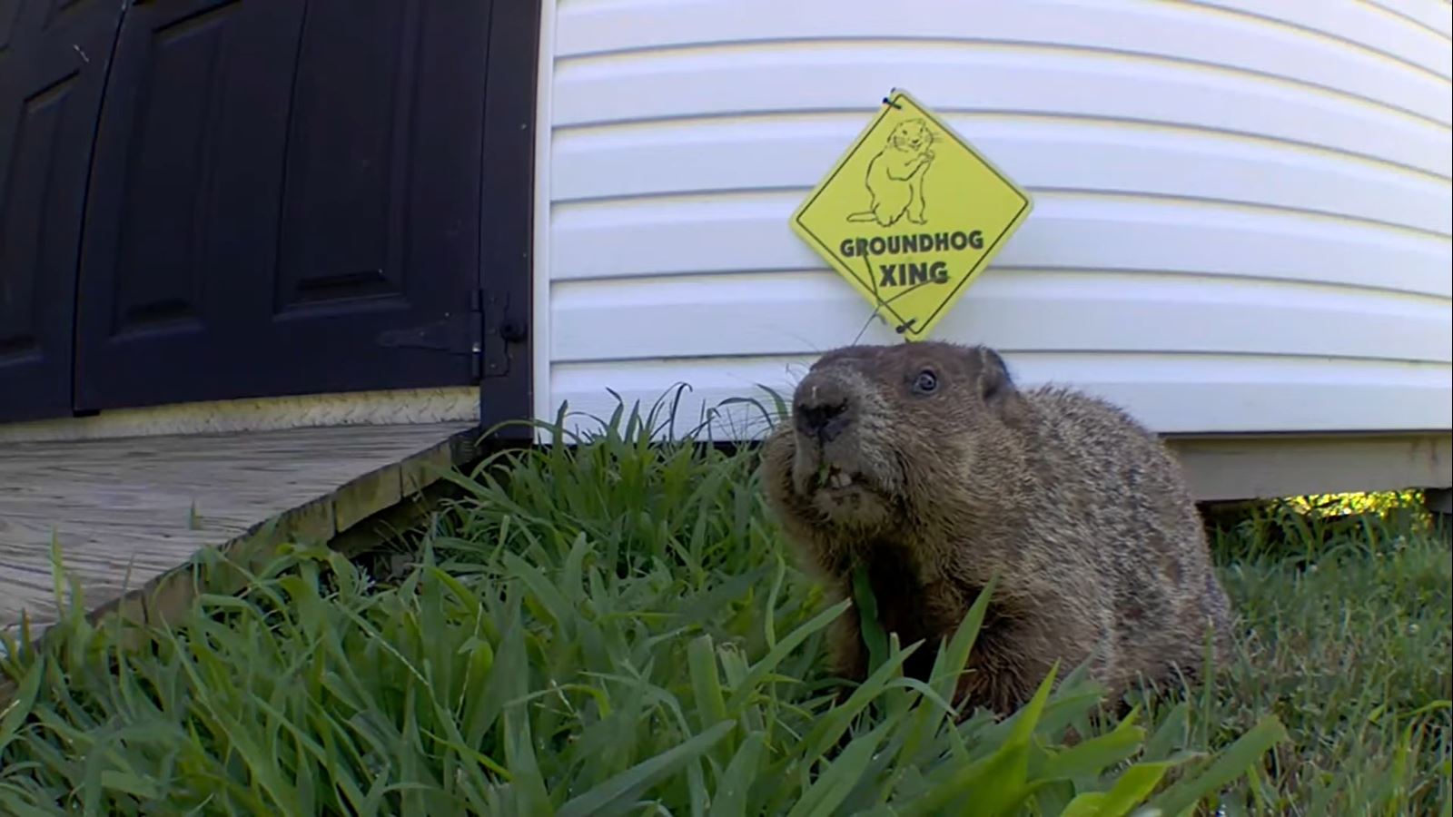 Groundhogs meetup for a lunch date and sweetly share their meal