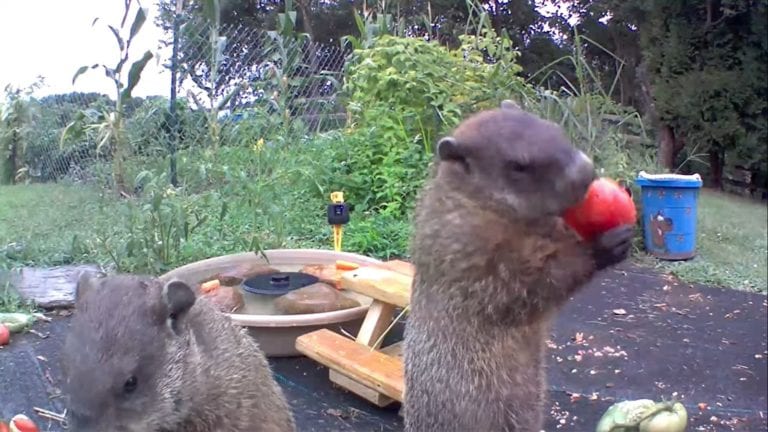 Groundhogs meetup for a lunch date and sweetly share their meal