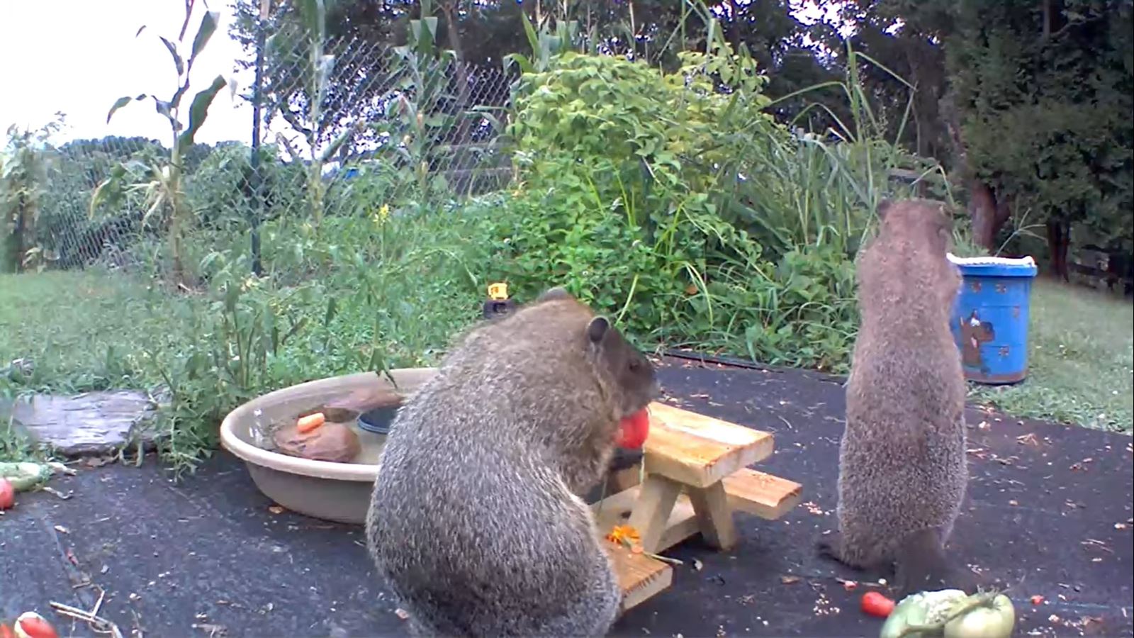 Groundhogs meetup for a lunch date and sweetly share their meal