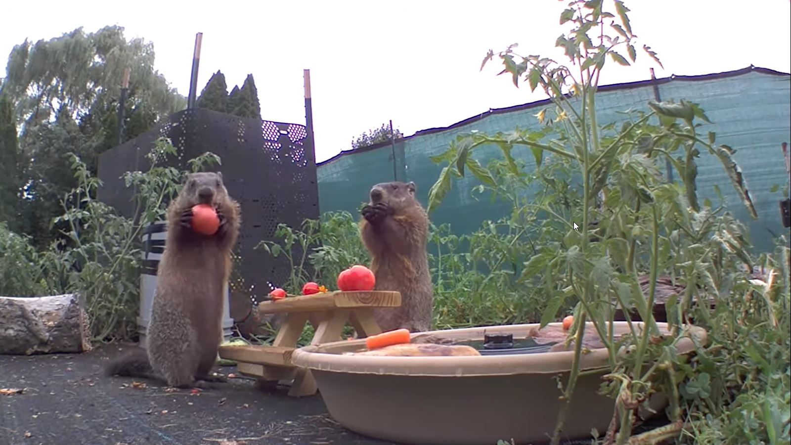 Groundhogs meetup for a lunch date and sweetly share their meal