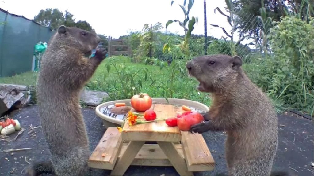 Groundhogs meetup for a lunch date and sweetly share their meal