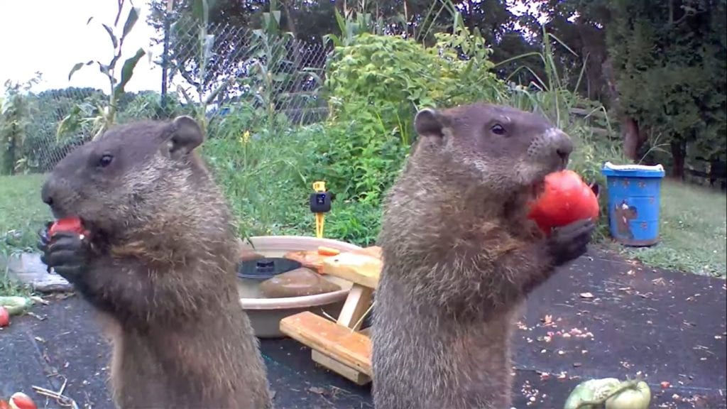 Groundhogs meetup for a lunch date and sweetly share their meal