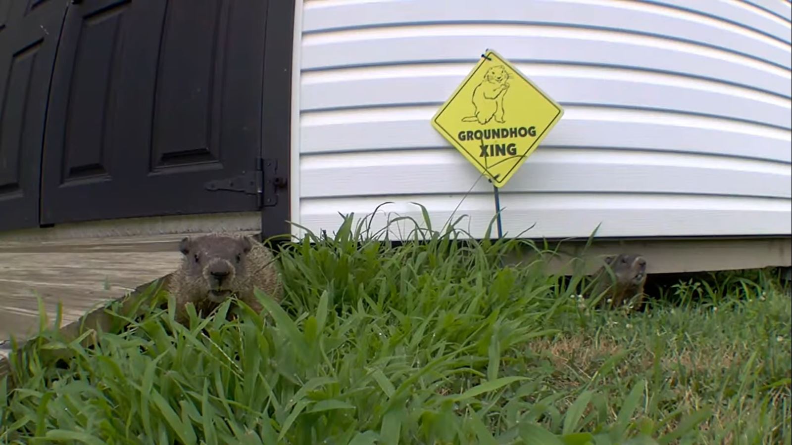 Groundhogs meetup for a lunch date and sweetly share their meal