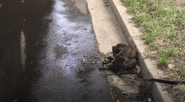 Starving stray pitbull transforms into the bounciest, most loving puppy