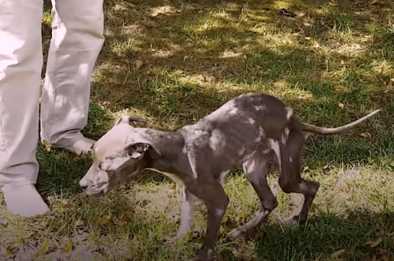 Starving stray pitbull transforms into the bounciest, most loving puppy