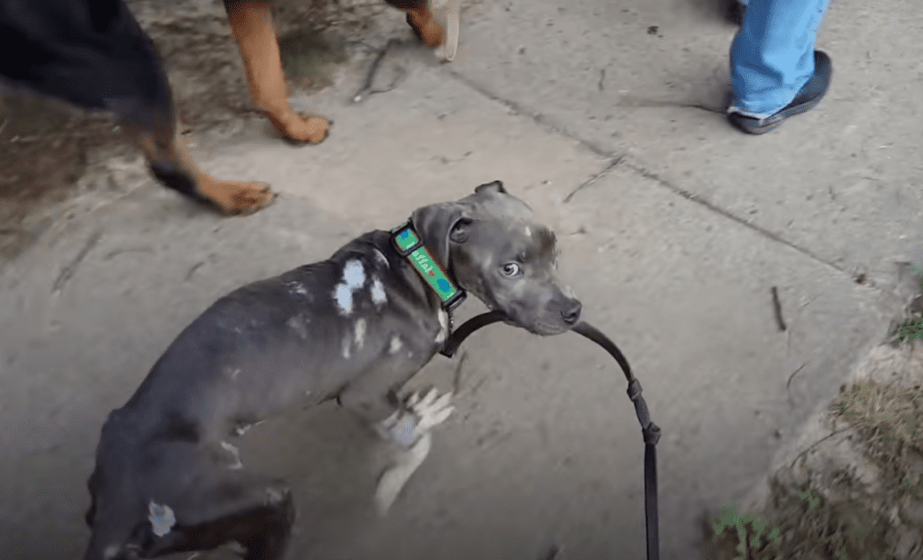 Starving stray pitbull transforms into the bounciest, most loving puppy