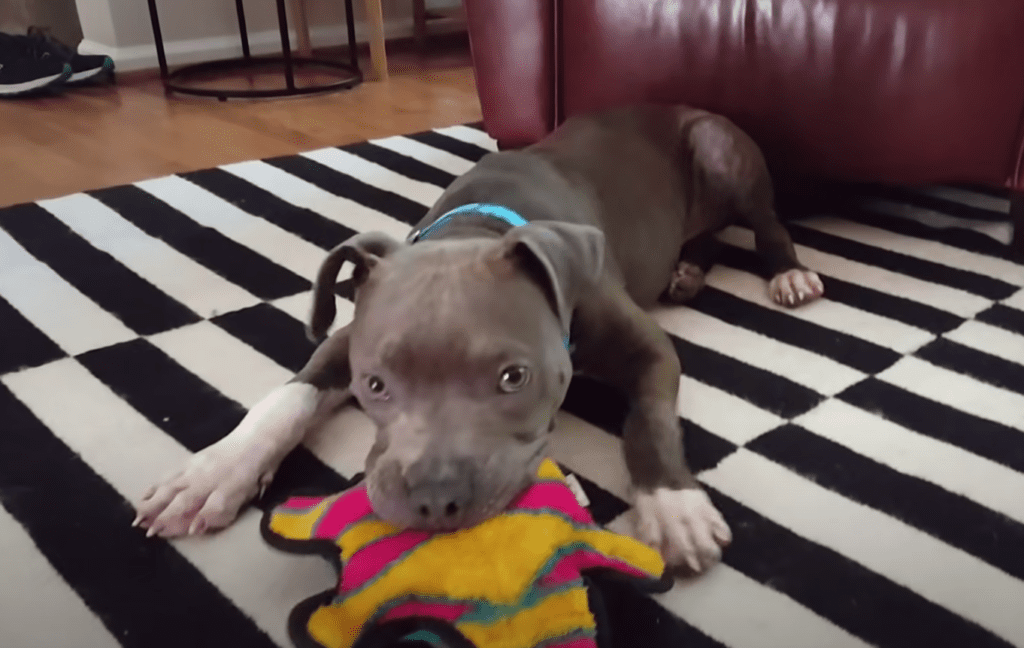Starving stray pitbull transforms into the bounciest, most loving puppy