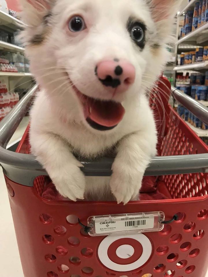 Puppy goes to Target for first time and has adorable reaction