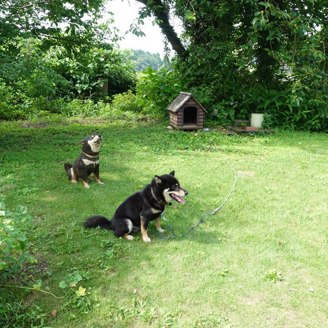 Funny dog is always trying to blend in with sculptures