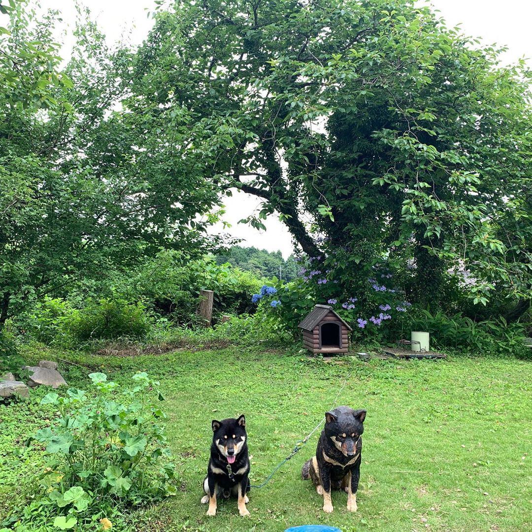 Funny dog is always trying to blend in with sculptures