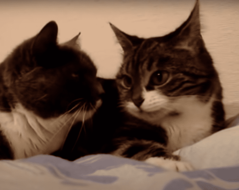Two Cats Carry On Hilariously Serious Conversation