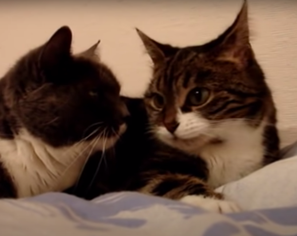 Two Cats Carry On Hilariously Serious Conversation