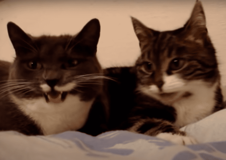 Two Cats Carry On Hilariously Serious Conversation