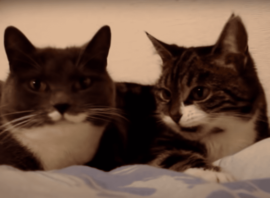 Two Cats Carry On Hilariously Serious Conversation