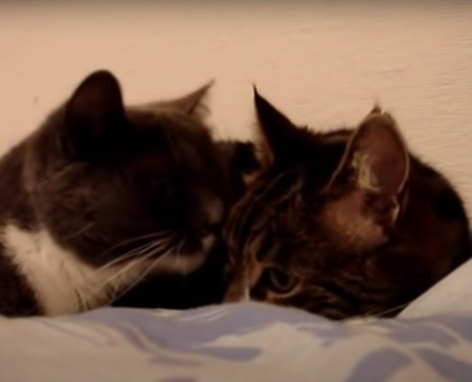 Two Cats Carry On Hilariously Serious Conversation