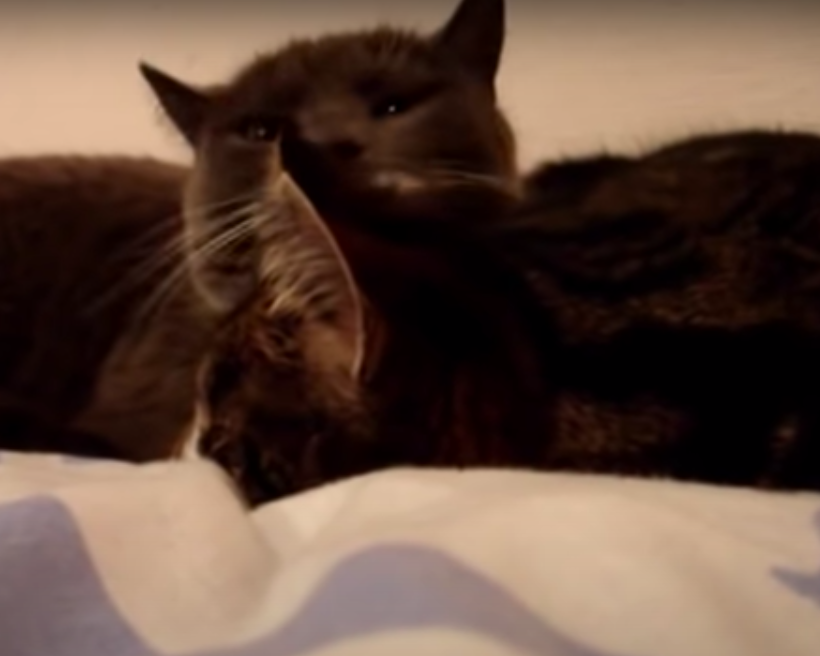 Two Cats Carry On Hilariously Serious Conversation