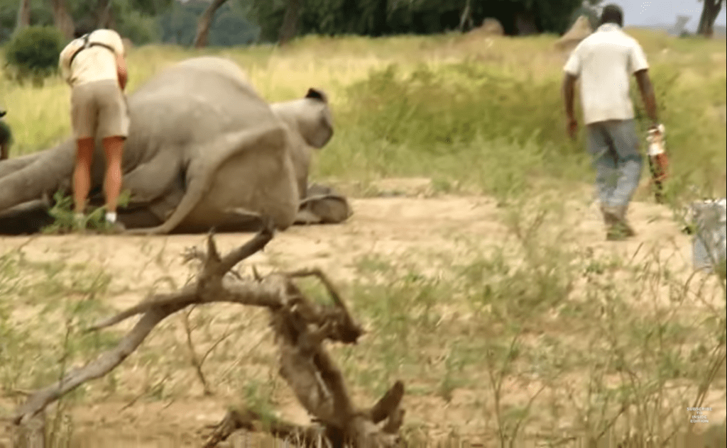Elephant with bullet lodged in head runs up to humans and asks for help