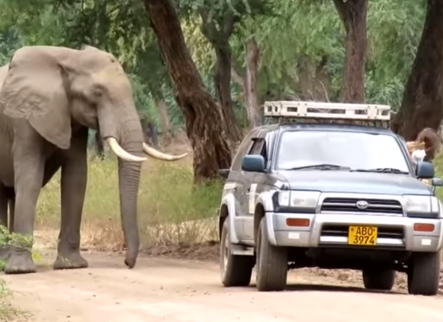 Elephant with bullet lodged in head runs up to humans and asks for help