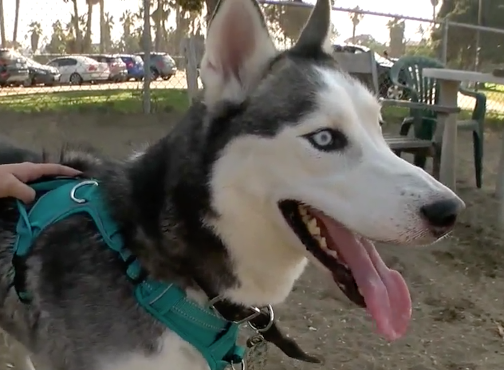 After two years, woman reunites with beloved husky who was stolen from her